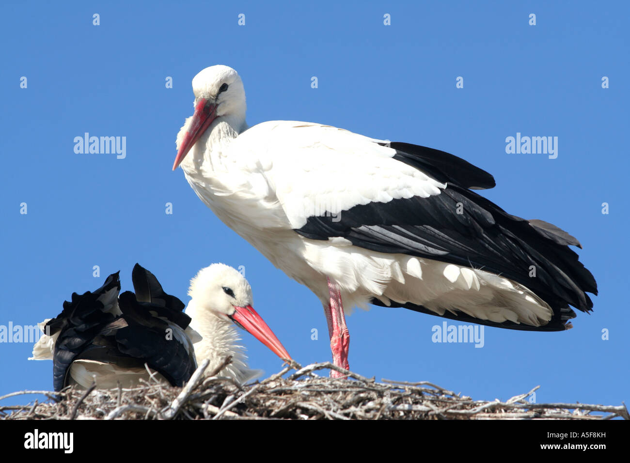 White storks europe rooftop hi-res stock photography and images - Alamy