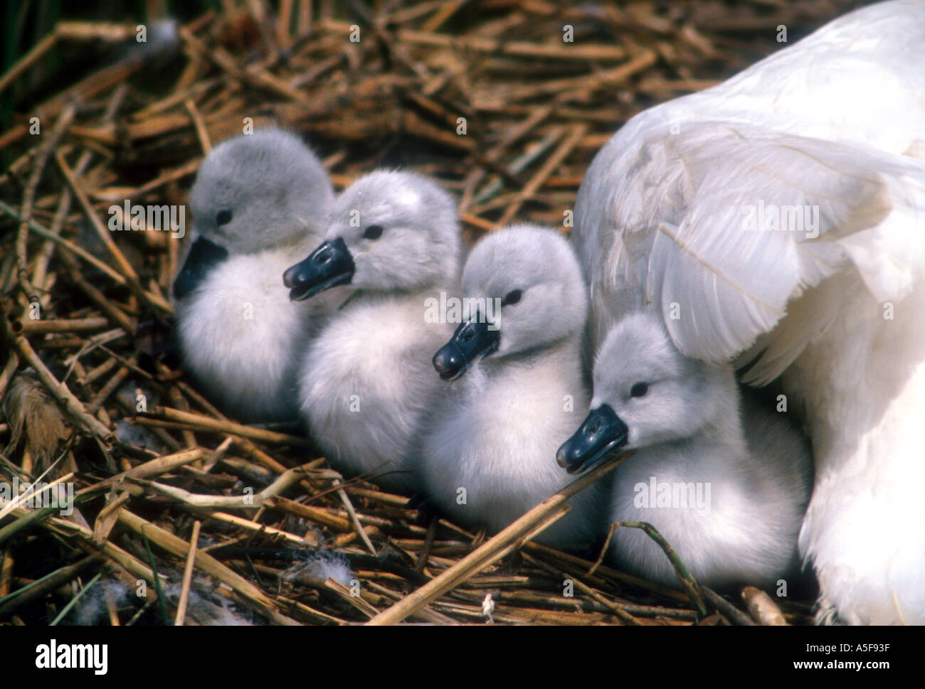 Cygnet under wing hi-res stock photography and images - Alamy