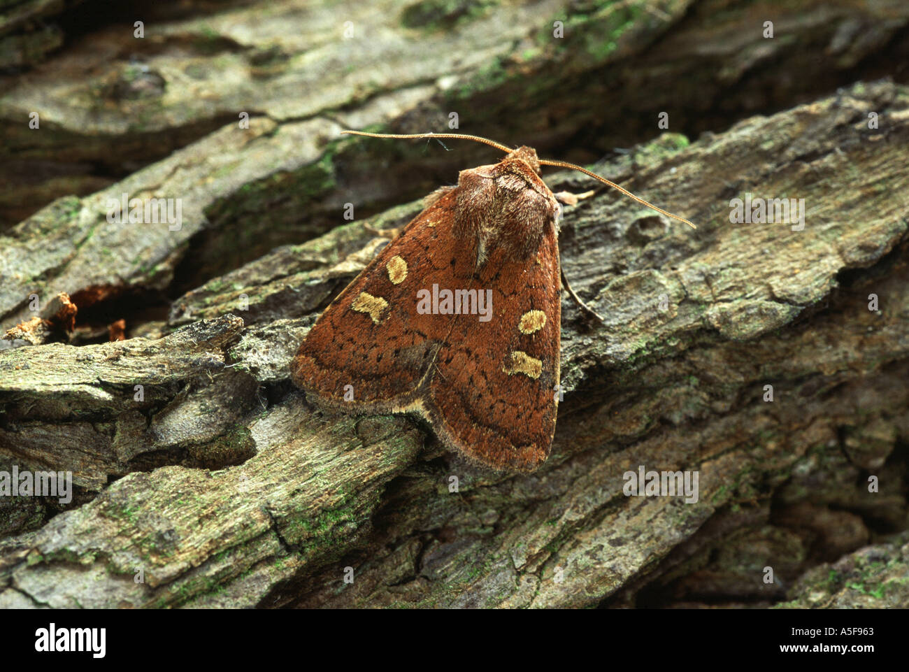 Square Spot Rustic moth Xestia xanthographa Stock Photo - Alamy