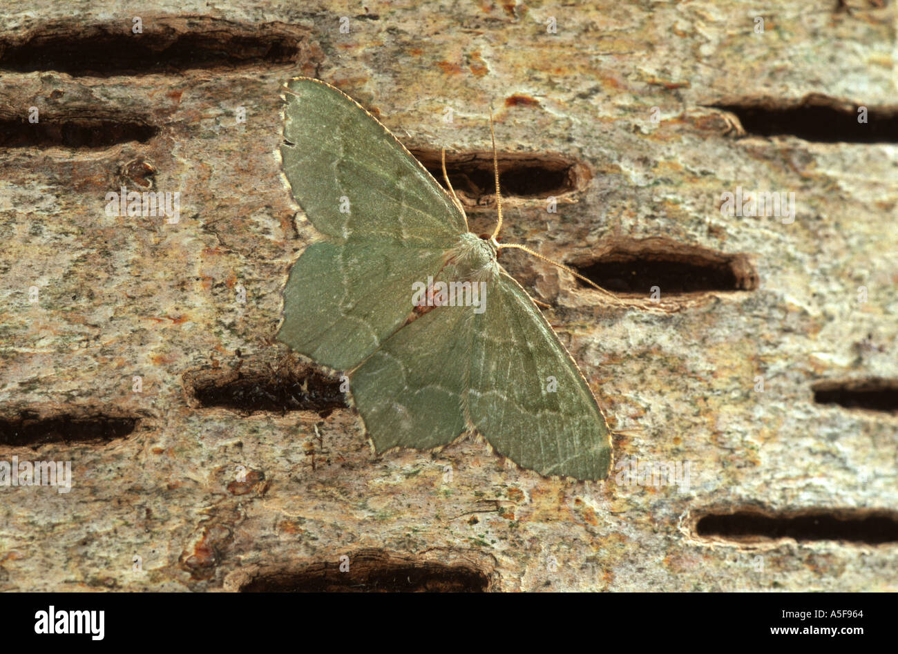 Common Emerald moth Hemithea aestivaria Stock Photo - Alamy