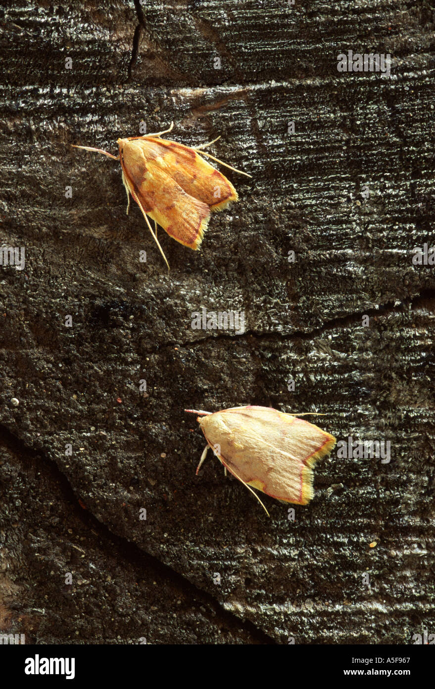 Micro moth Carcina quercina Stock Photo - Alamy