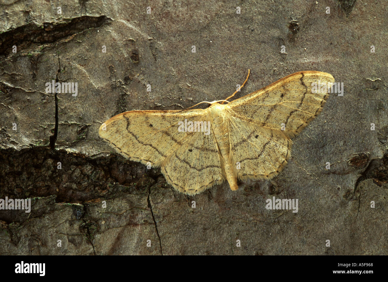 Riband wave moth hi-res stock photography and images - Alamy
