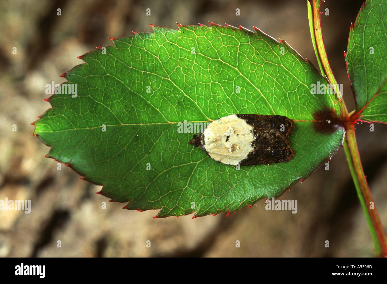 Garden rose tortrix moth hi-res stock photography and images - Alamy