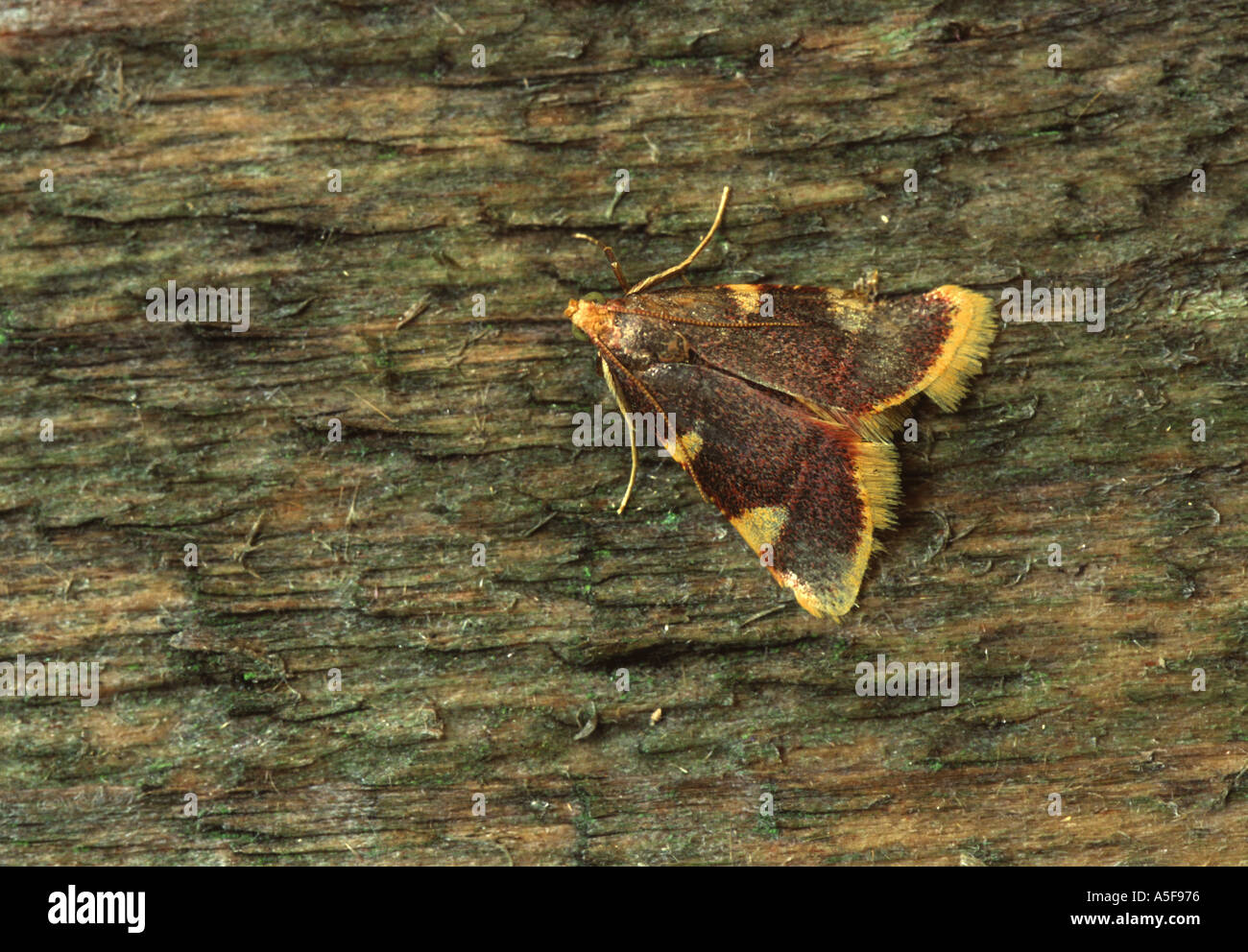 Gold triangle moth hi-res stock photography and images - Alamy
