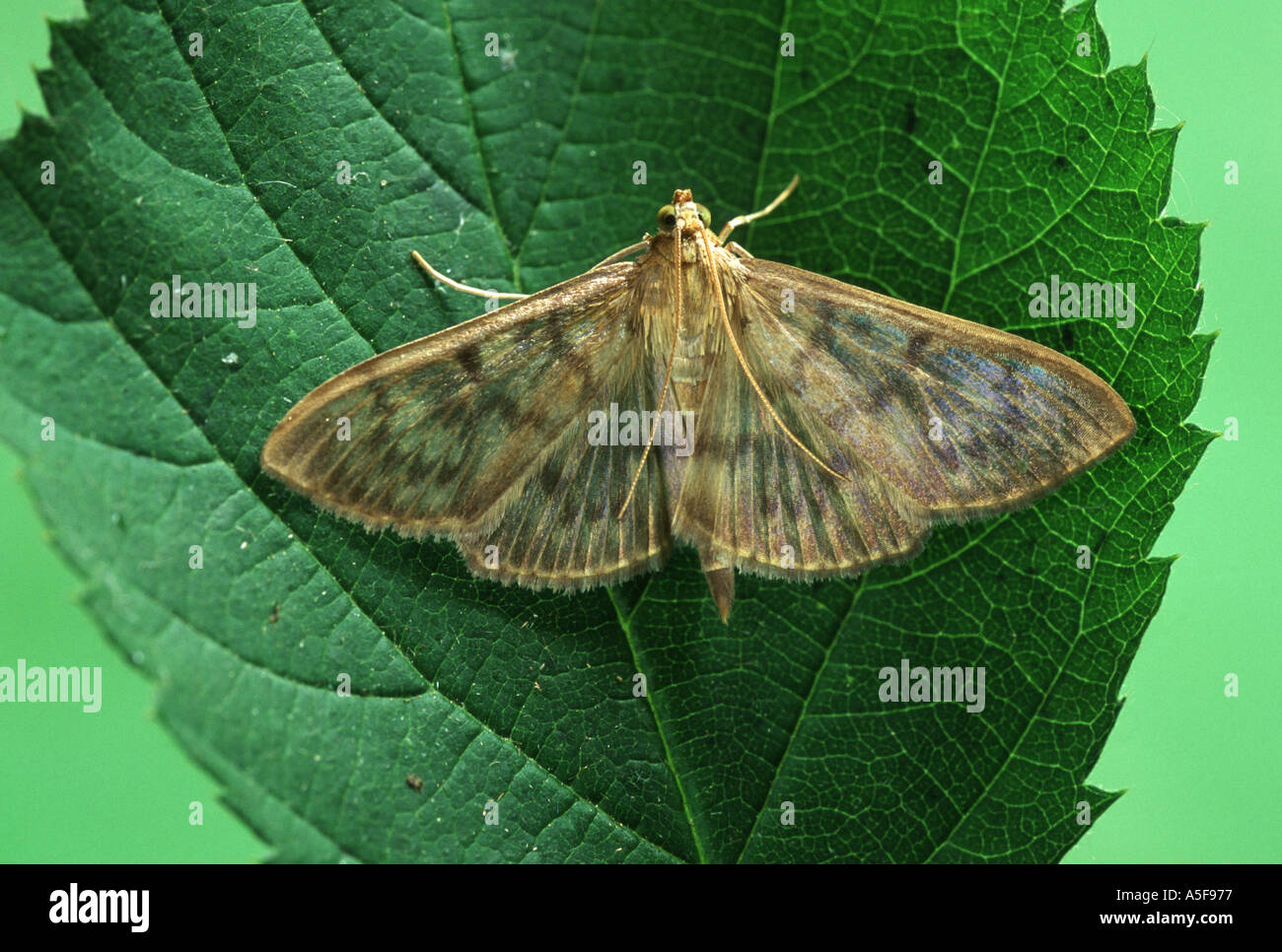 Mother Of Pearl moth Pleuroptya ruralis Stock Photo - Alamy