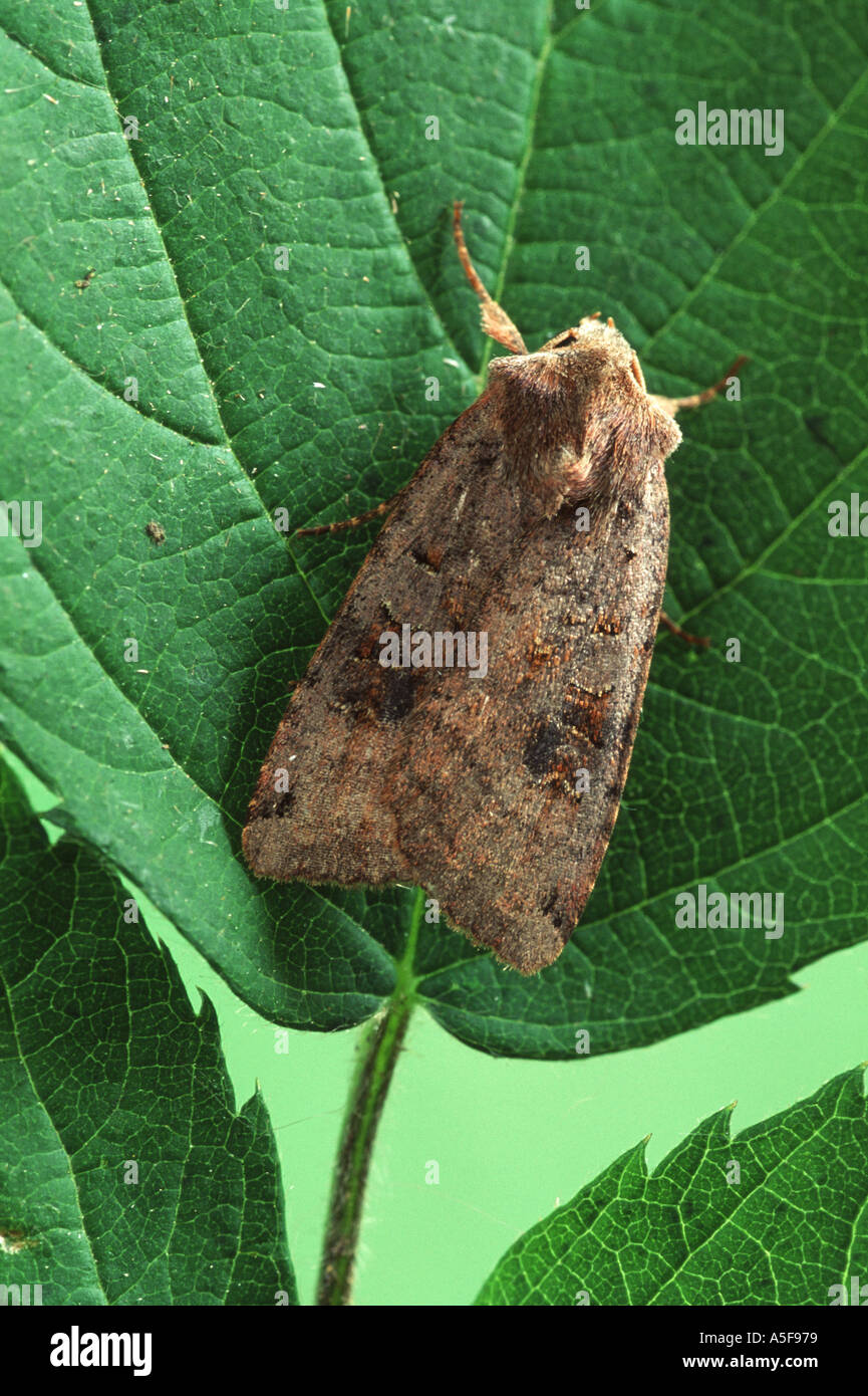 Clay moth hi-res stock photography and images - Alamy