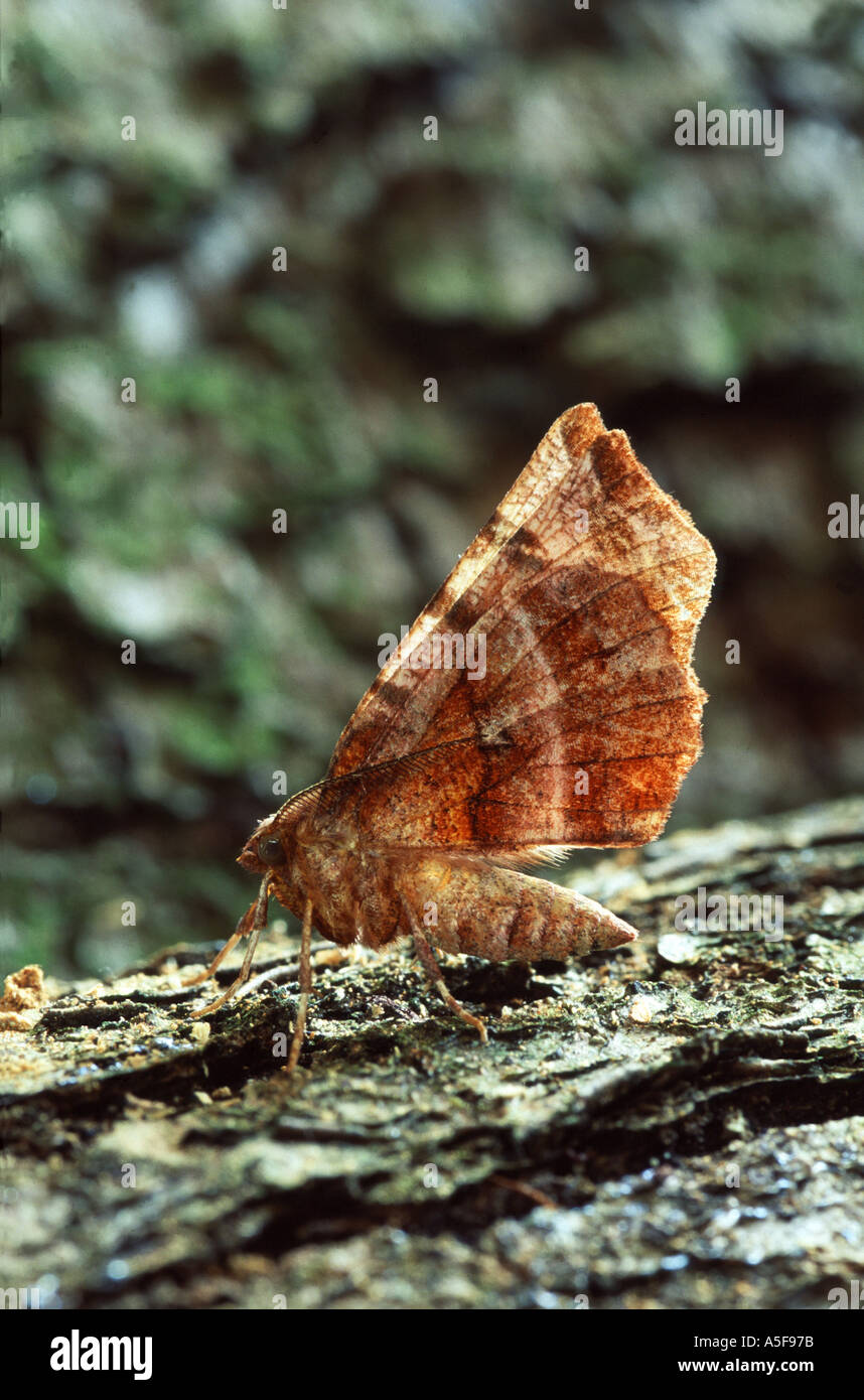 Early Thorn moth Selenia dentaria Stock Photo - Alamy