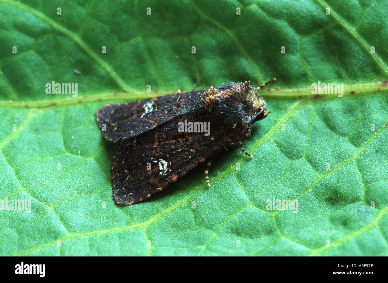 Common Rustic moth Mesapamea secalis Stock Photo - Alamy