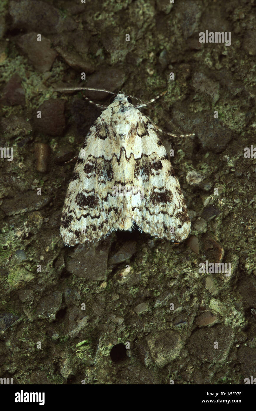 Marbled Beauty moth Cryphia domestica Stock Photo - Alamy