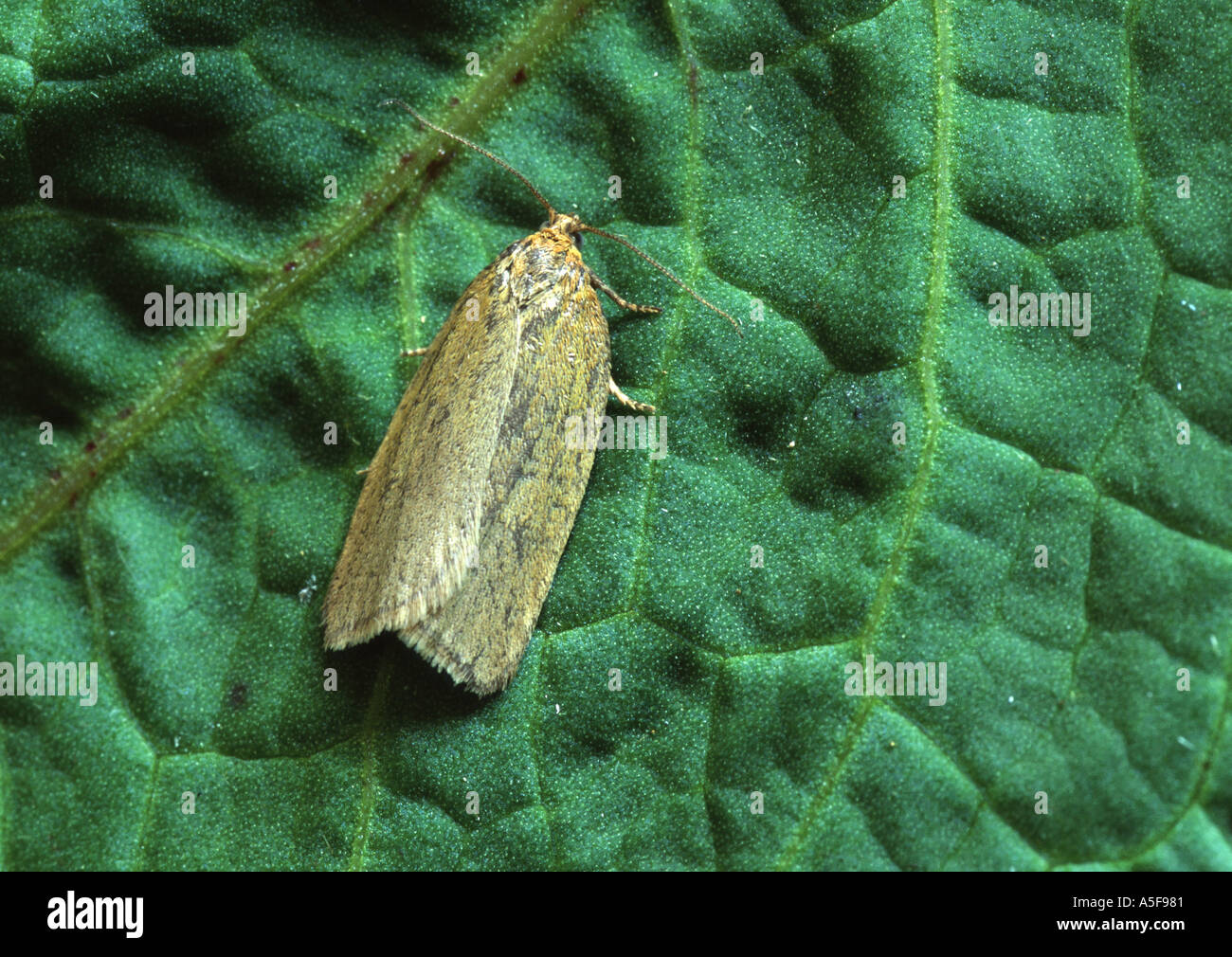 Aphelia paleana hi-res stock photography and images - Alamy