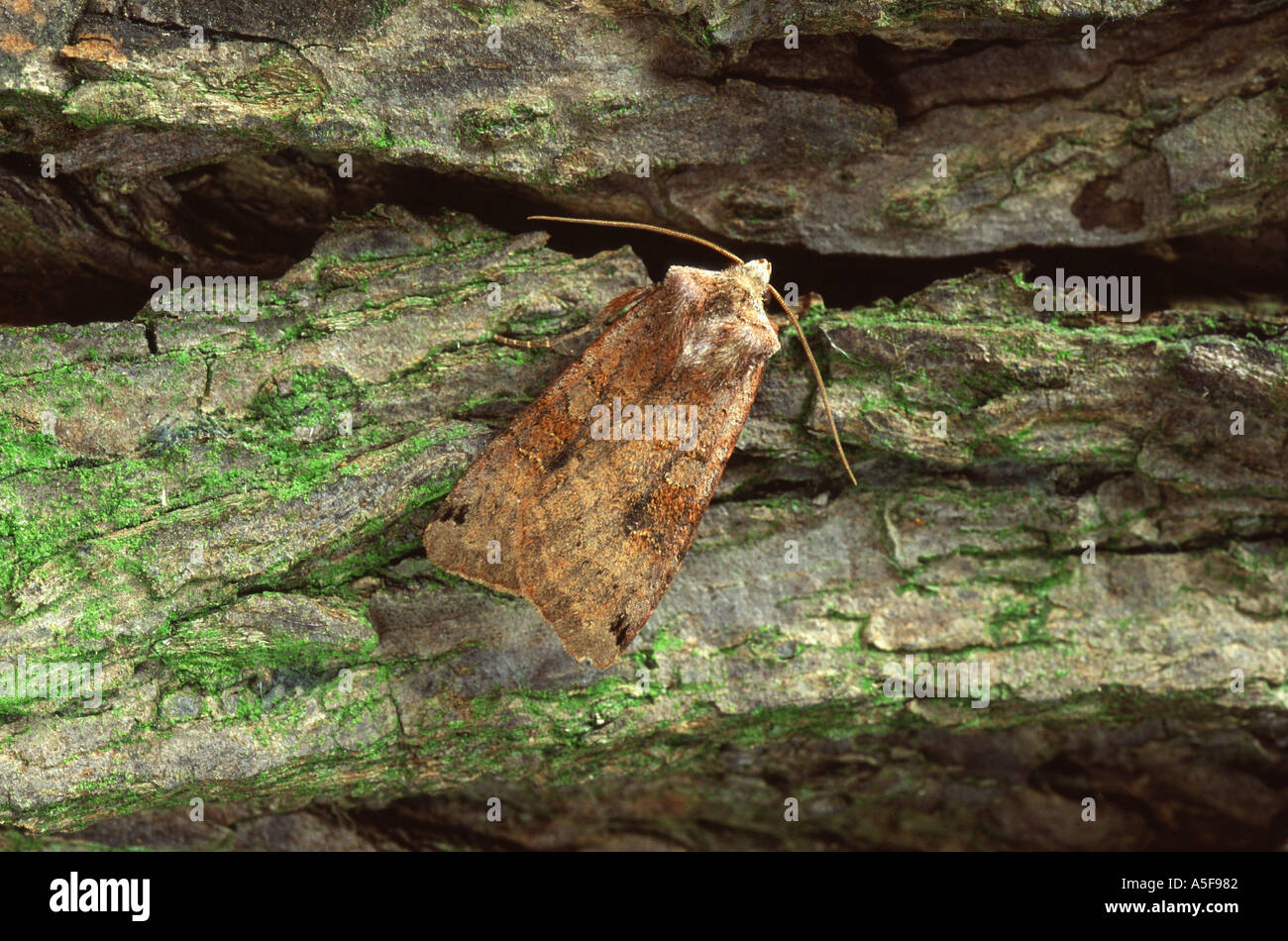 Clay moth hi-res stock photography and images - Alamy