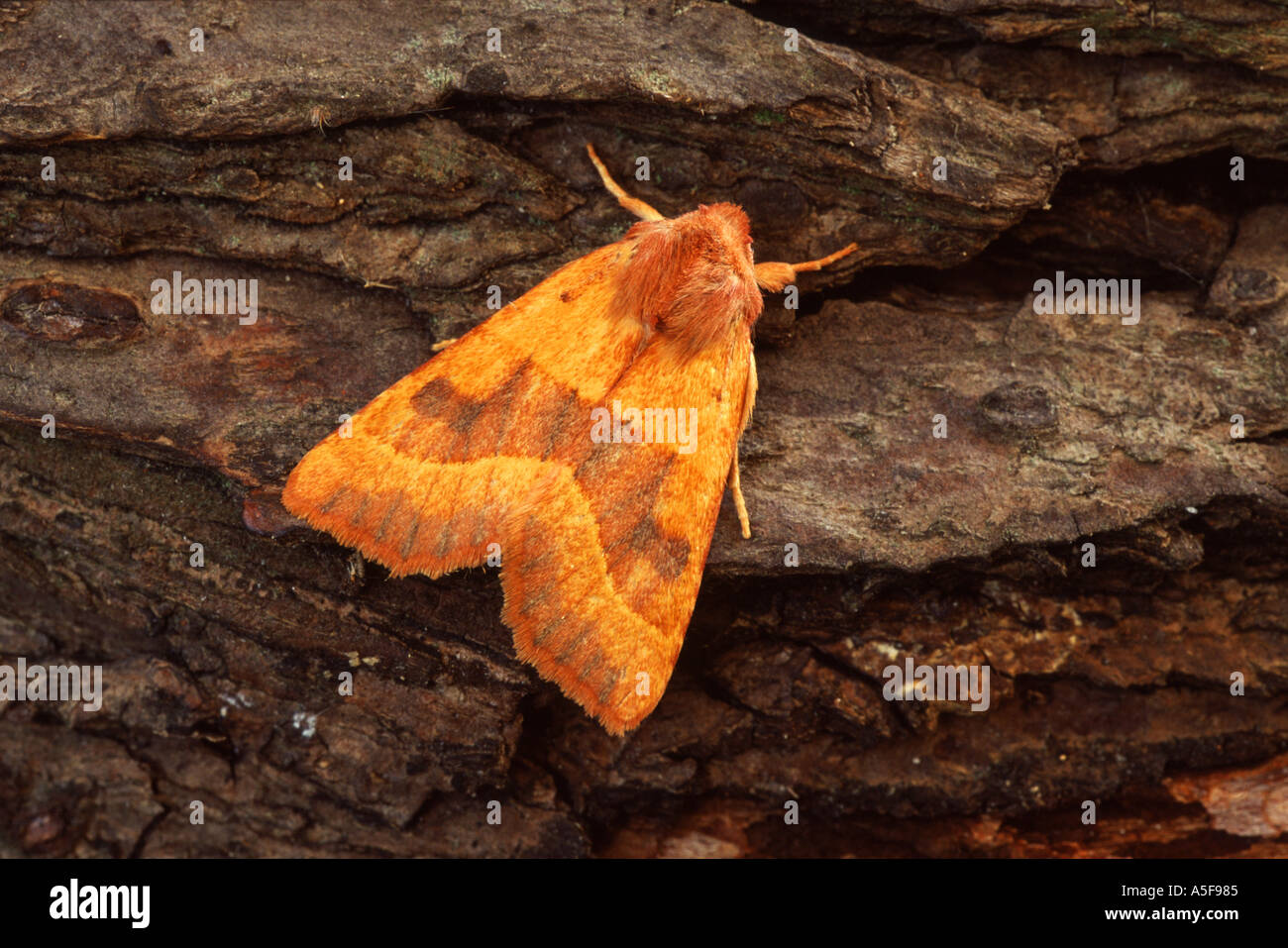 Centre Barred Sallow moth Atethmia centrago Stock Photo - Alamy