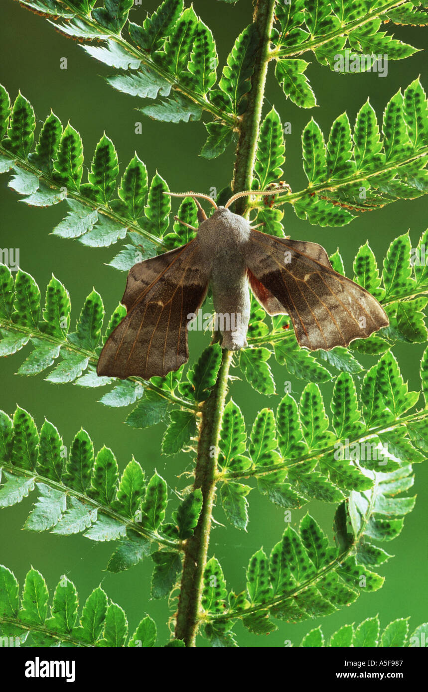 Poplar Hawk moth Laothoe populi Stock Photo - Alamy