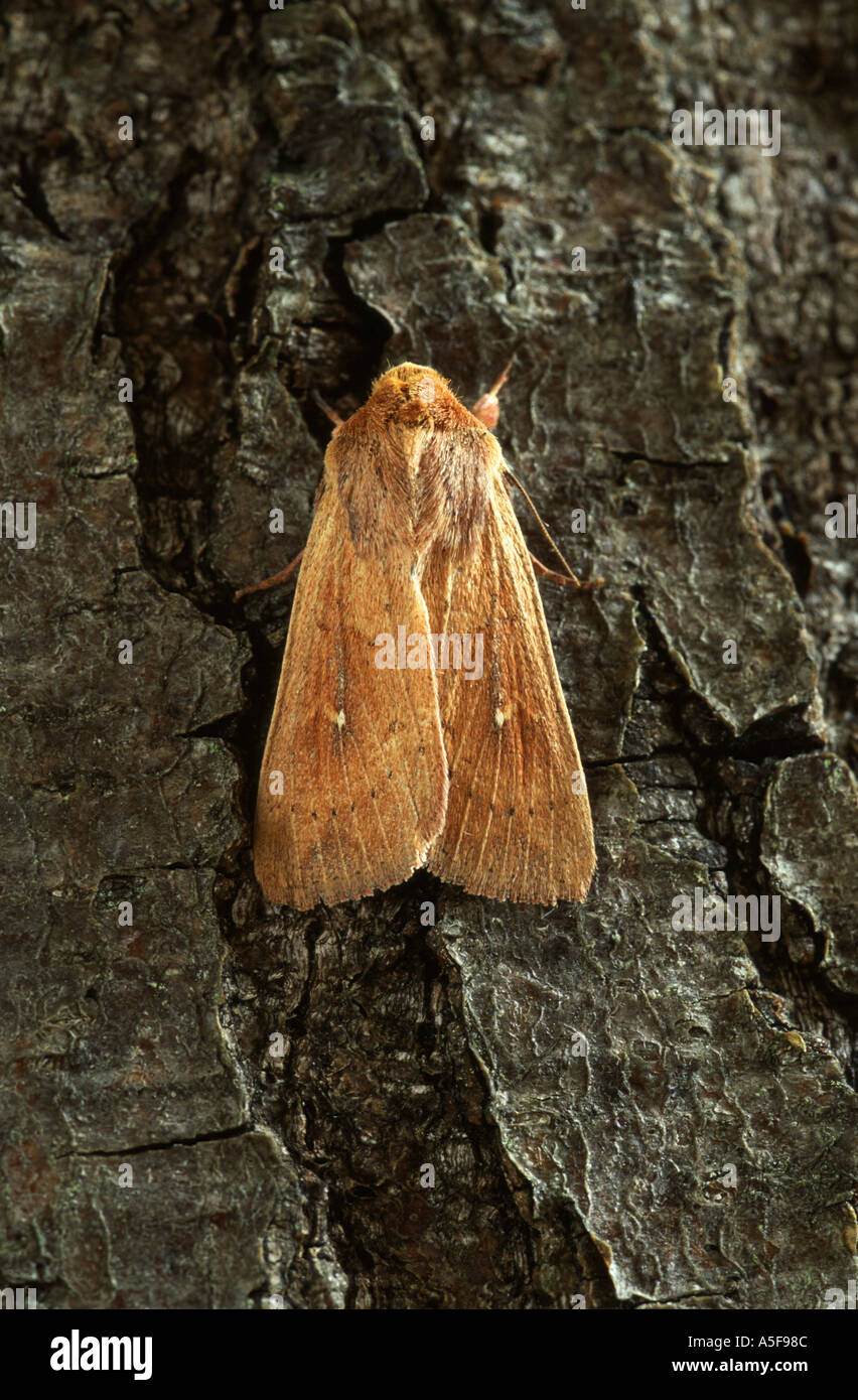 The Clay moth Mythimna ferrago Stock Photo - Alamy