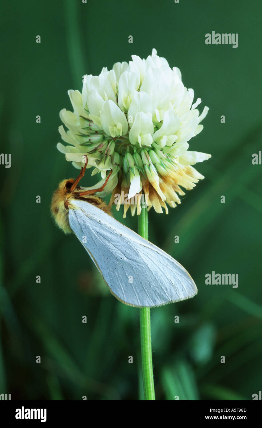 Male ghost moth hi-res stock photography and images - Alamy