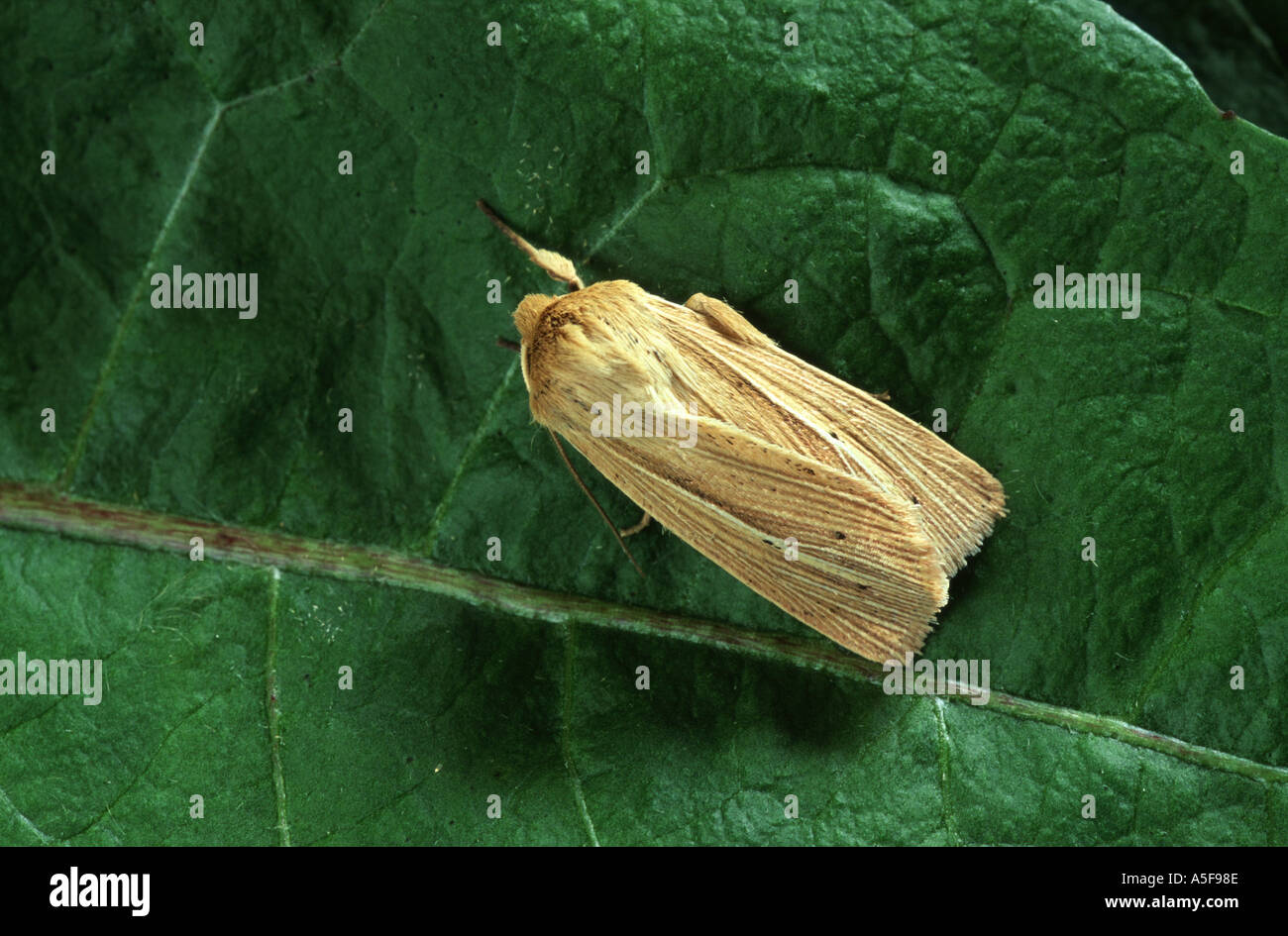 Smoky Wainscot moth Mythimna impura impura Stock Photo - Alamy