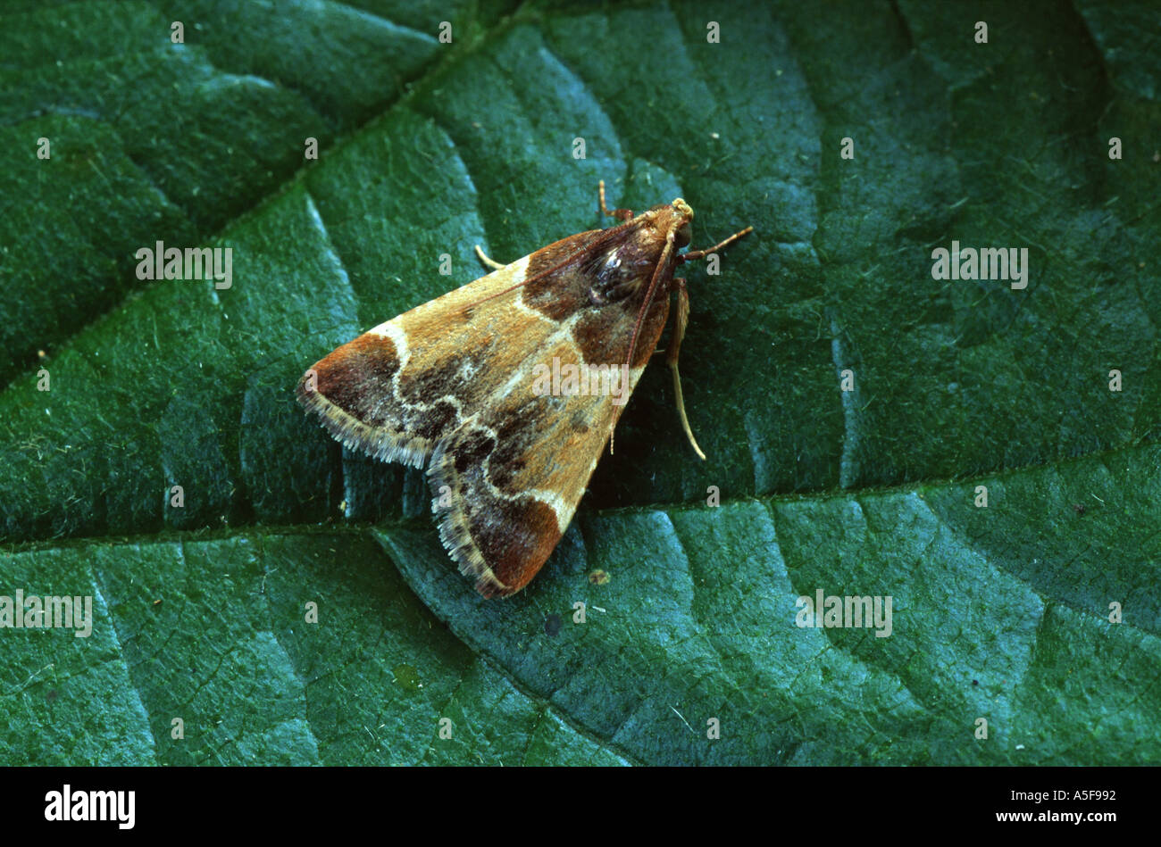 Pyralis farinalis hi-res stock photography and images - Alamy
