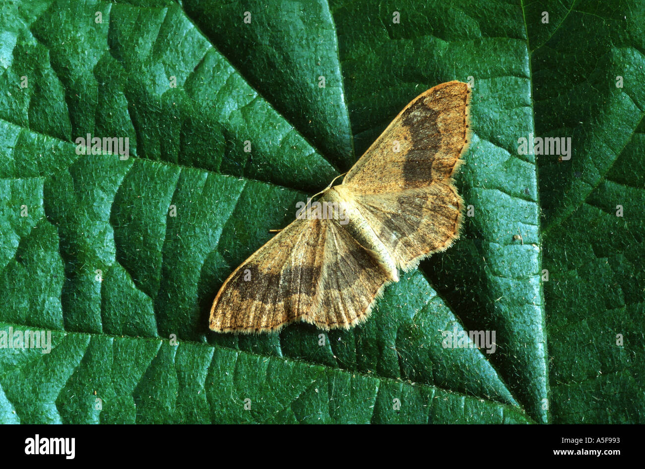 Riband Wave moth Idaea aversata Stock Photo - Alamy