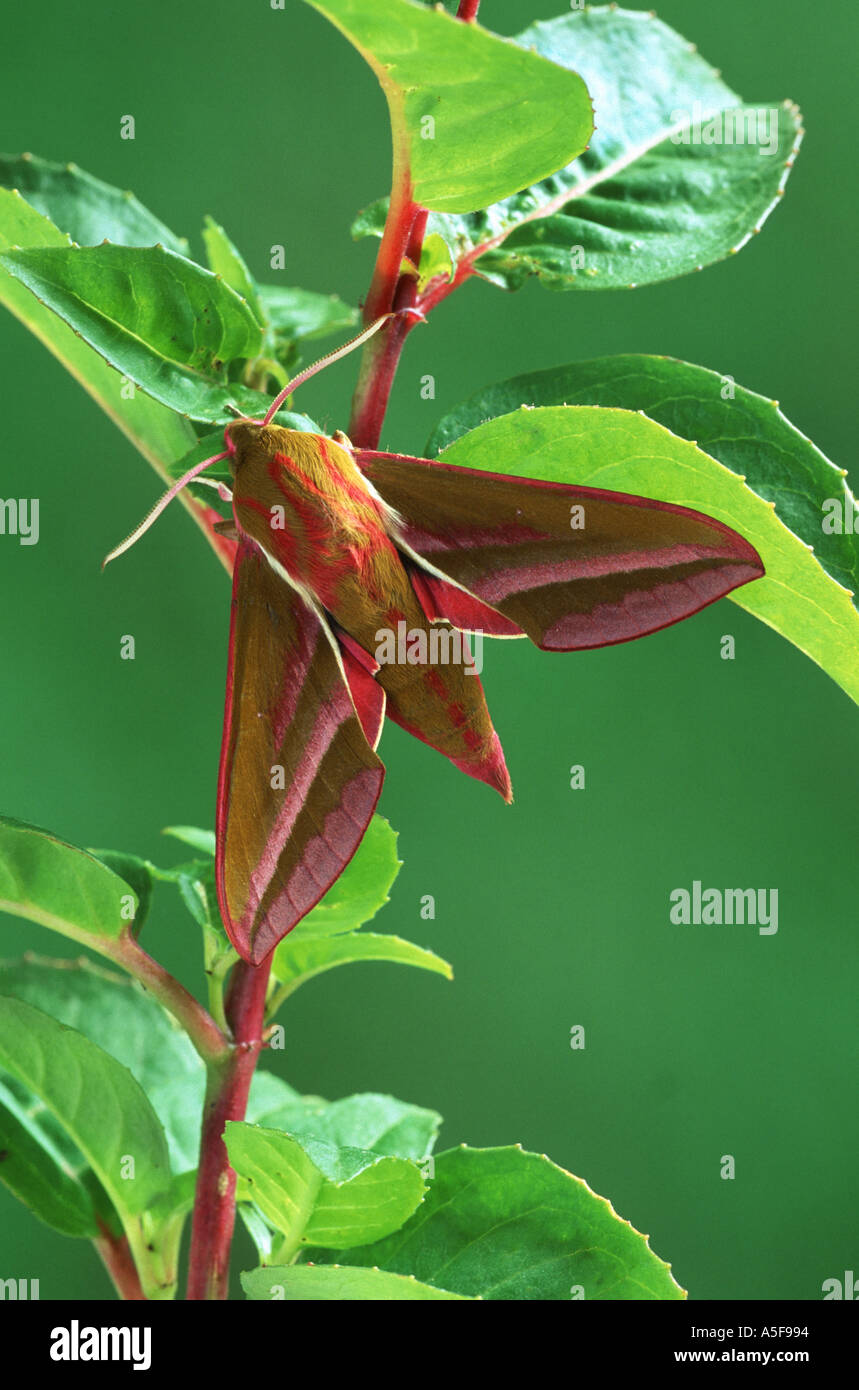 Large Elephant Hawk moth Deilephila elpenor Stock Photo - Alamy