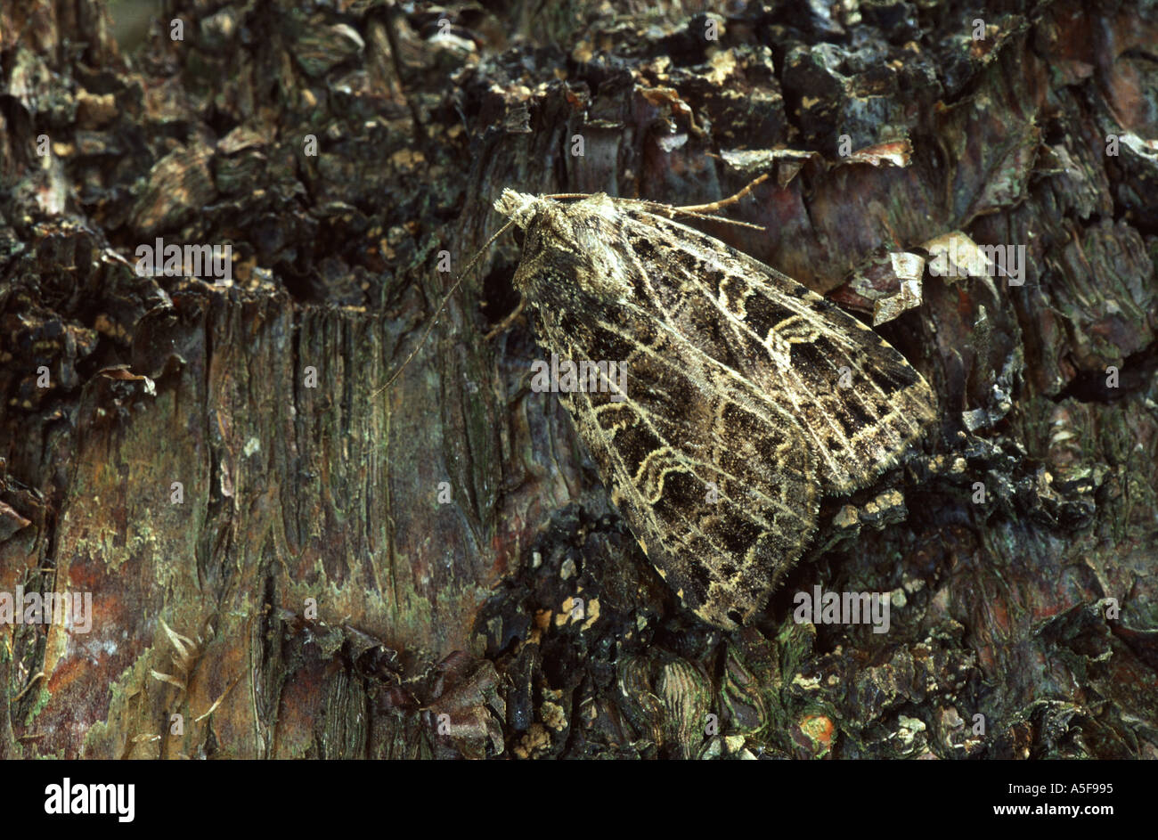 The Gothic moth Naenia typica Stock Photo - Alamy