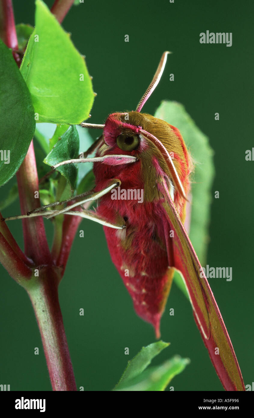 Large Elephant Hawk moth Deilephila elpenor Stock Photo - Alamy