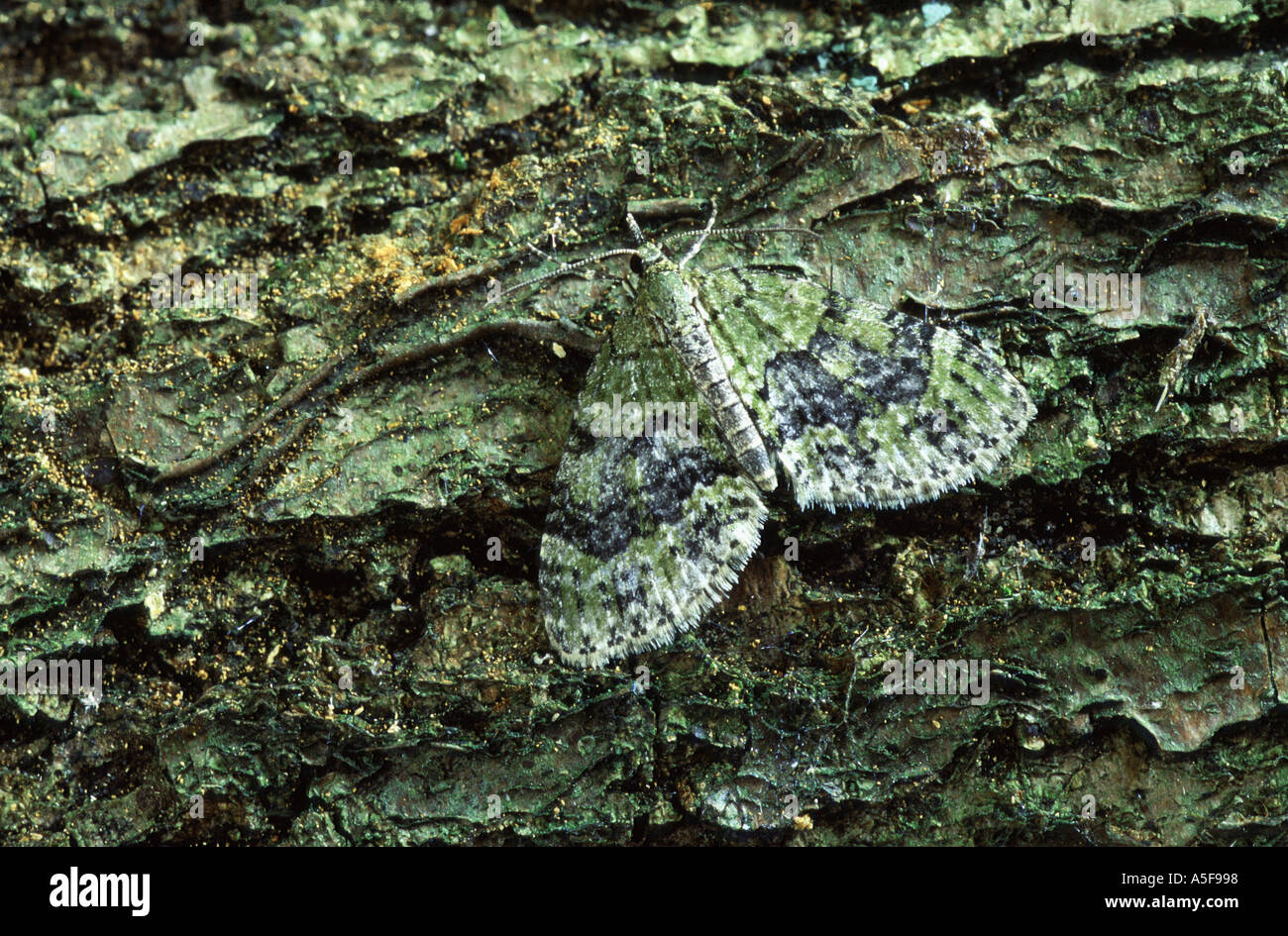 Yellow Barred Brindle moth Acasis viretata Stock Photo - Alamy