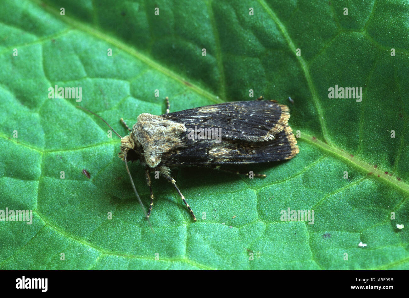 Shuttle Shaped Dart moth Agrotis puta female Stock Photo - Alamy