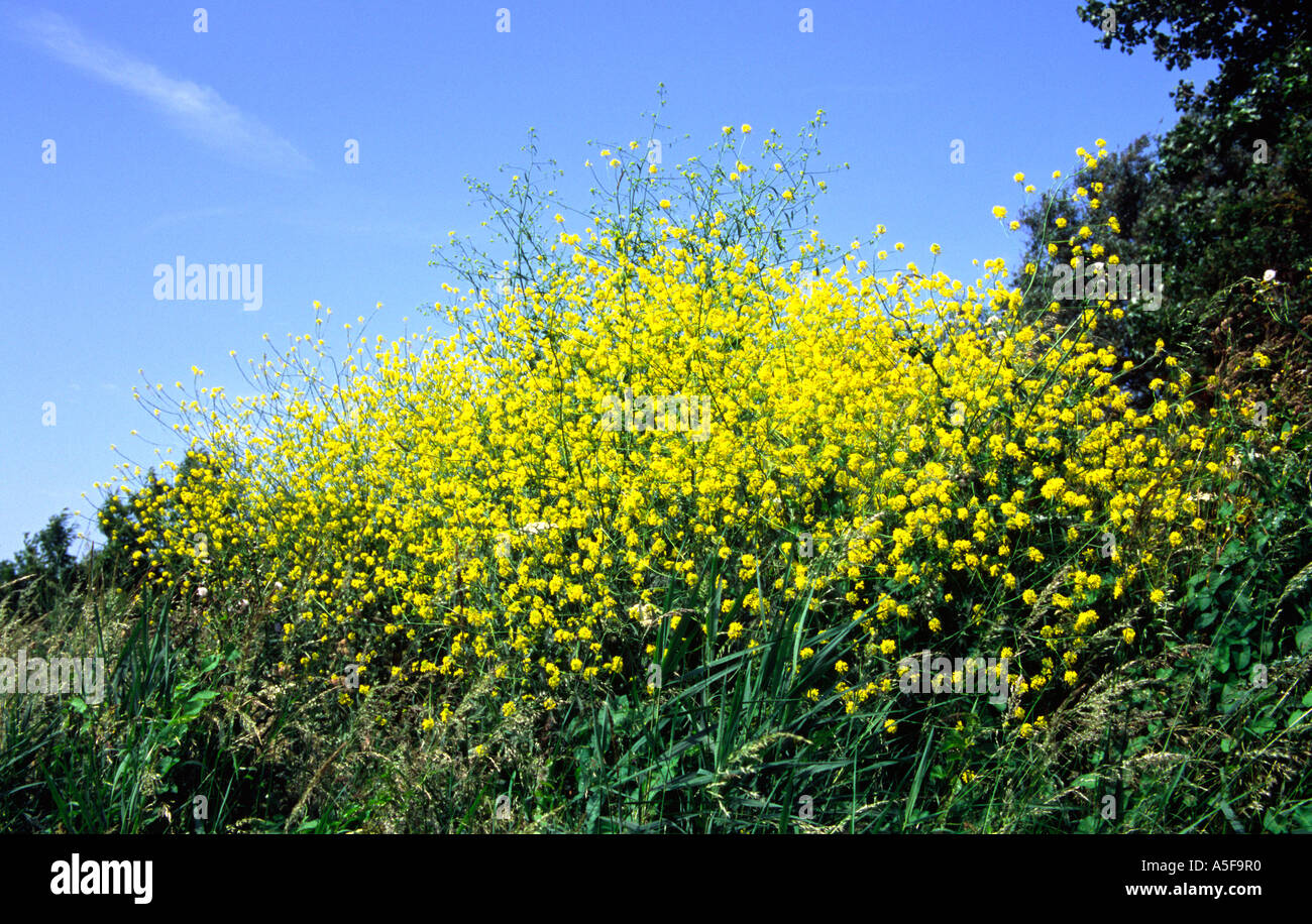 Jews mallow hi-res stock photography and images - Alamy
