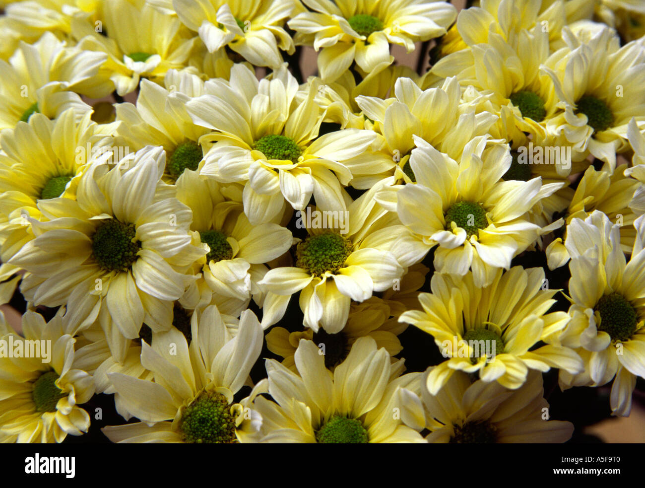 display of chrysanthemums Stock Photo - Alamy