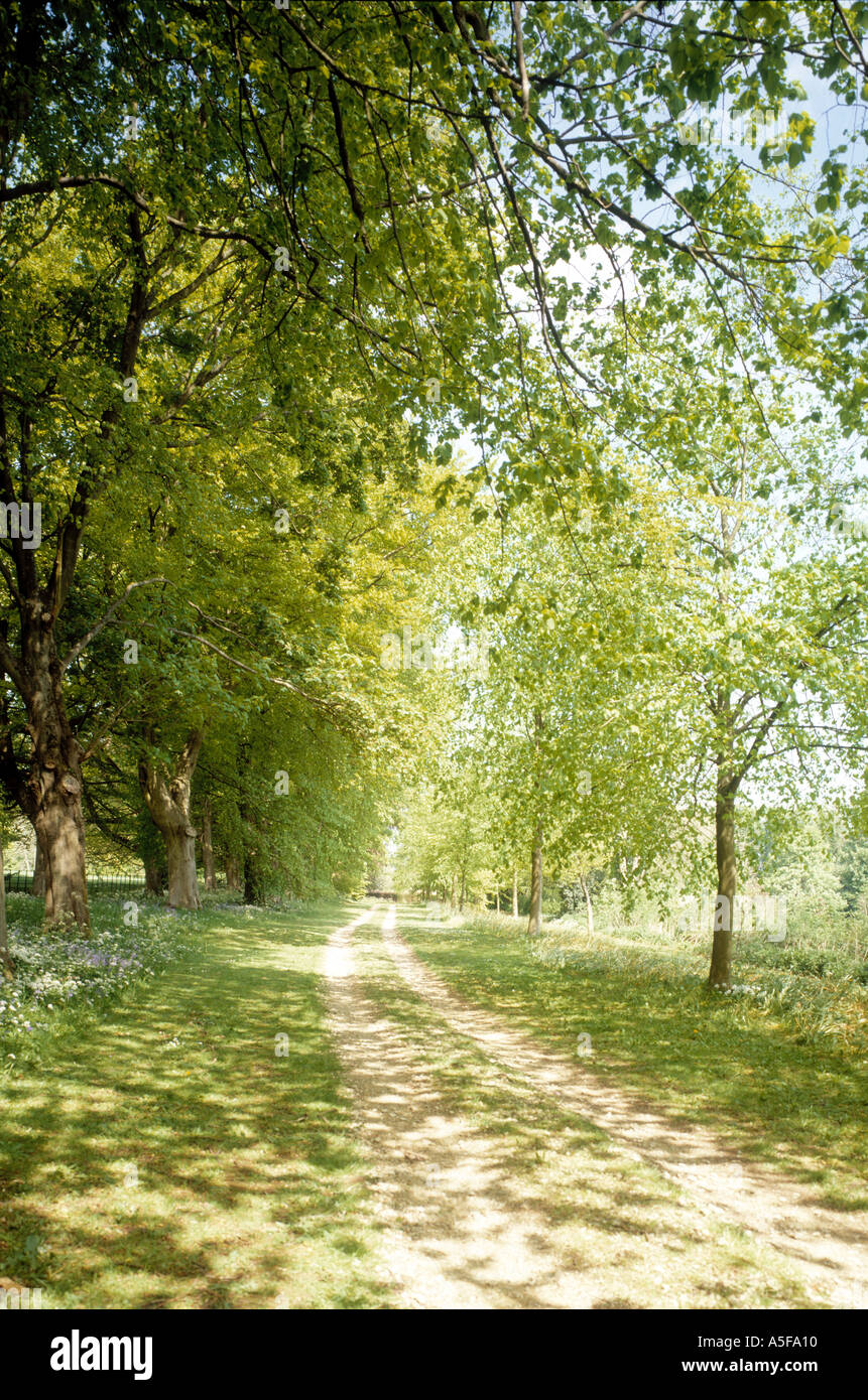 Lime Tree Walk Stock Photo - Alamy