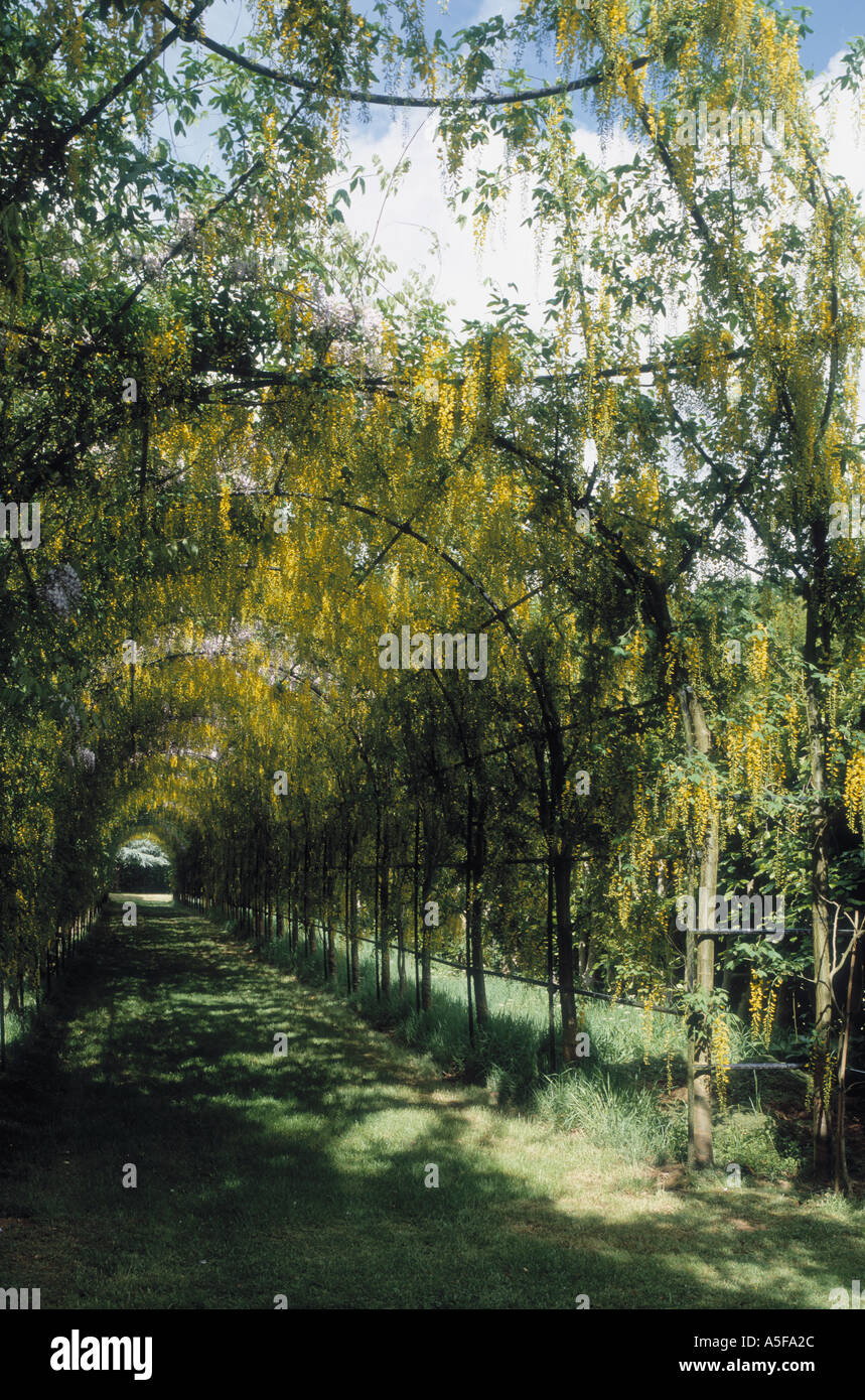 Laburnum walk hi-res stock photography and images - Alamy