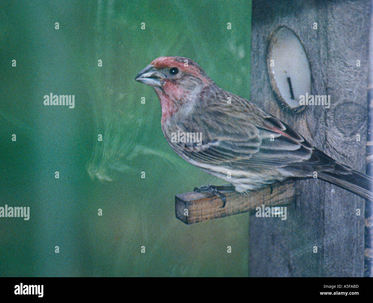 Hose finch hi-res stock photography and images - Alamy