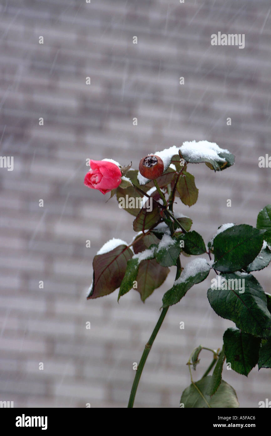 Rose gif hi-res stock photography and images - Alamy