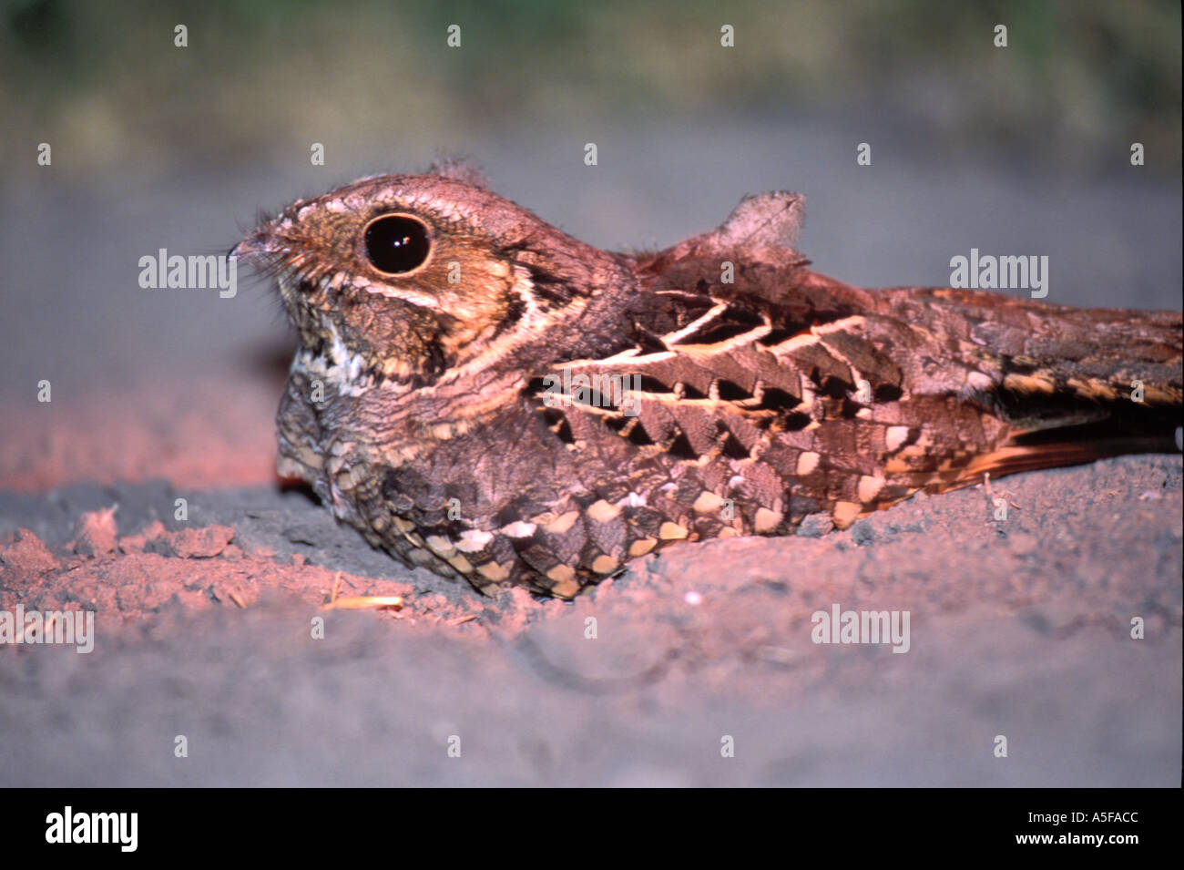 Common pauraque nyctidromus albicollis hi-res stock photography and ...