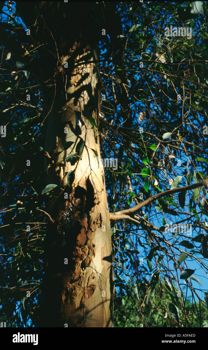 Eucalyptus gum tree Australia Stock Photo - Alamy