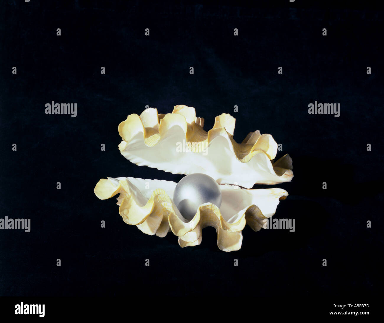 Oyster Shell with oversized Pearl Stock Photo - Alamy