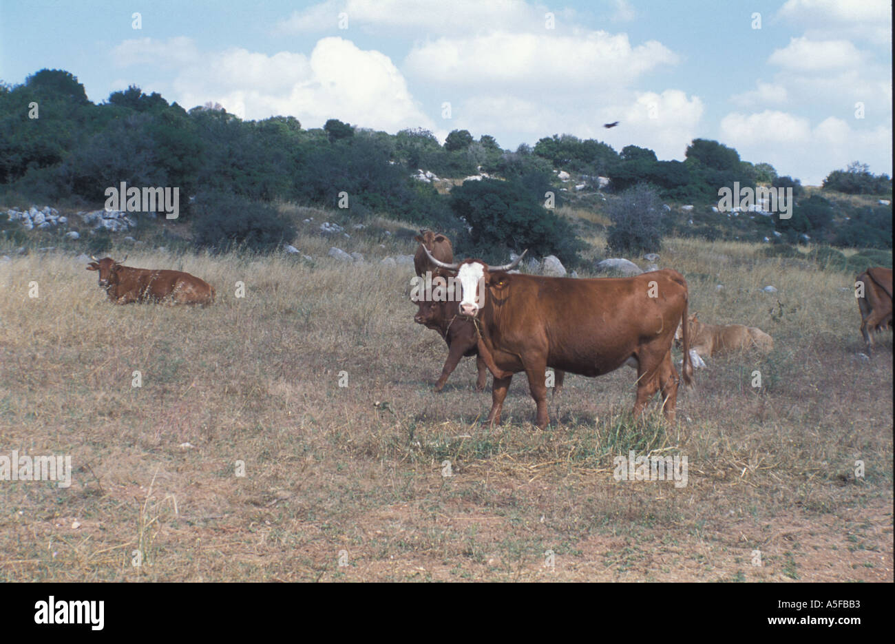 Caw caw hi-res stock photography and images - Alamy