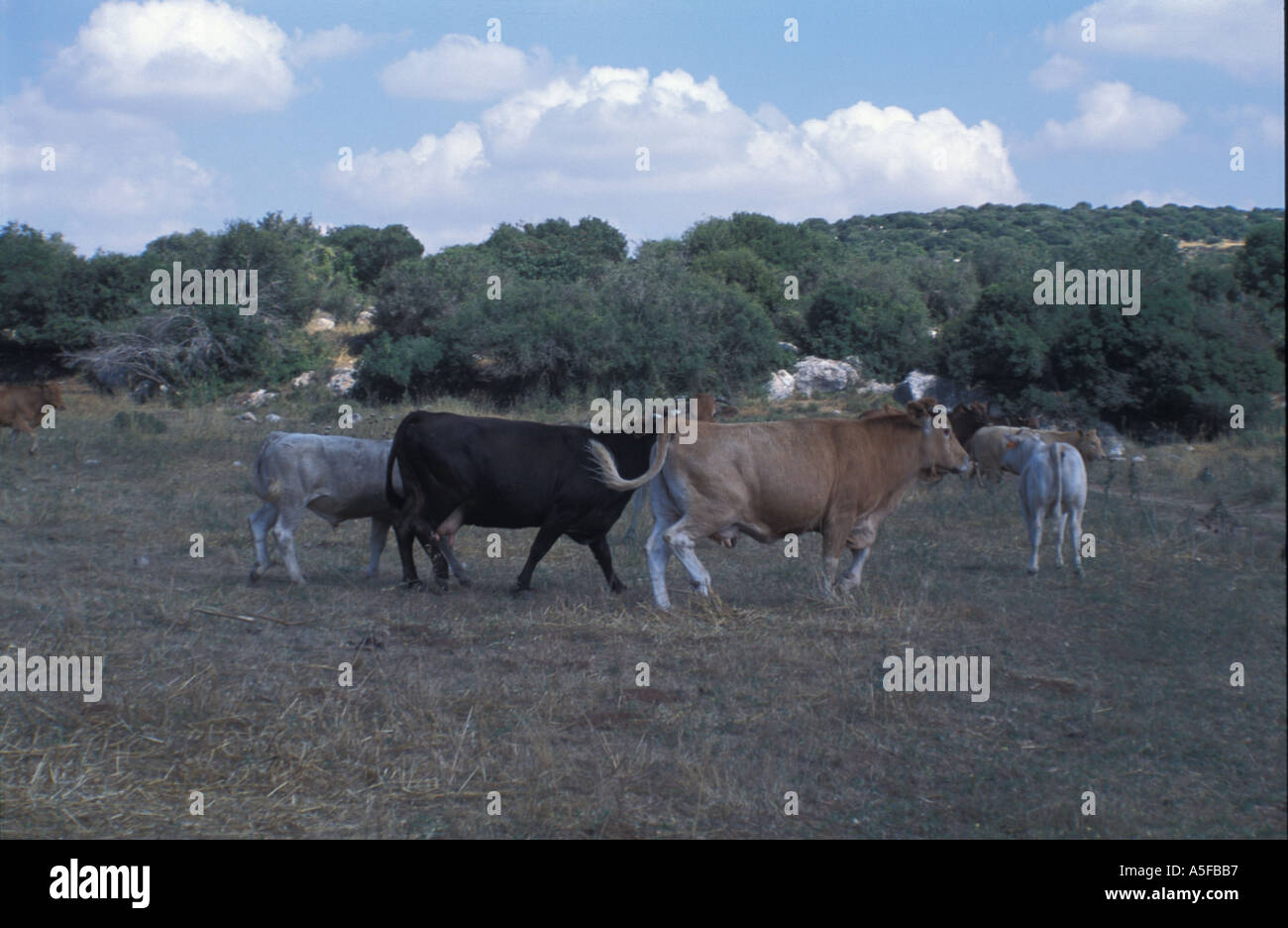 Caw caw hi-res stock photography and images - Alamy