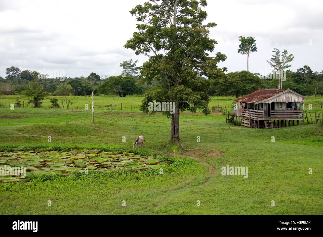 A farm house in the Amazon jungle near Manaus Brazil Stock Photo - Alamy