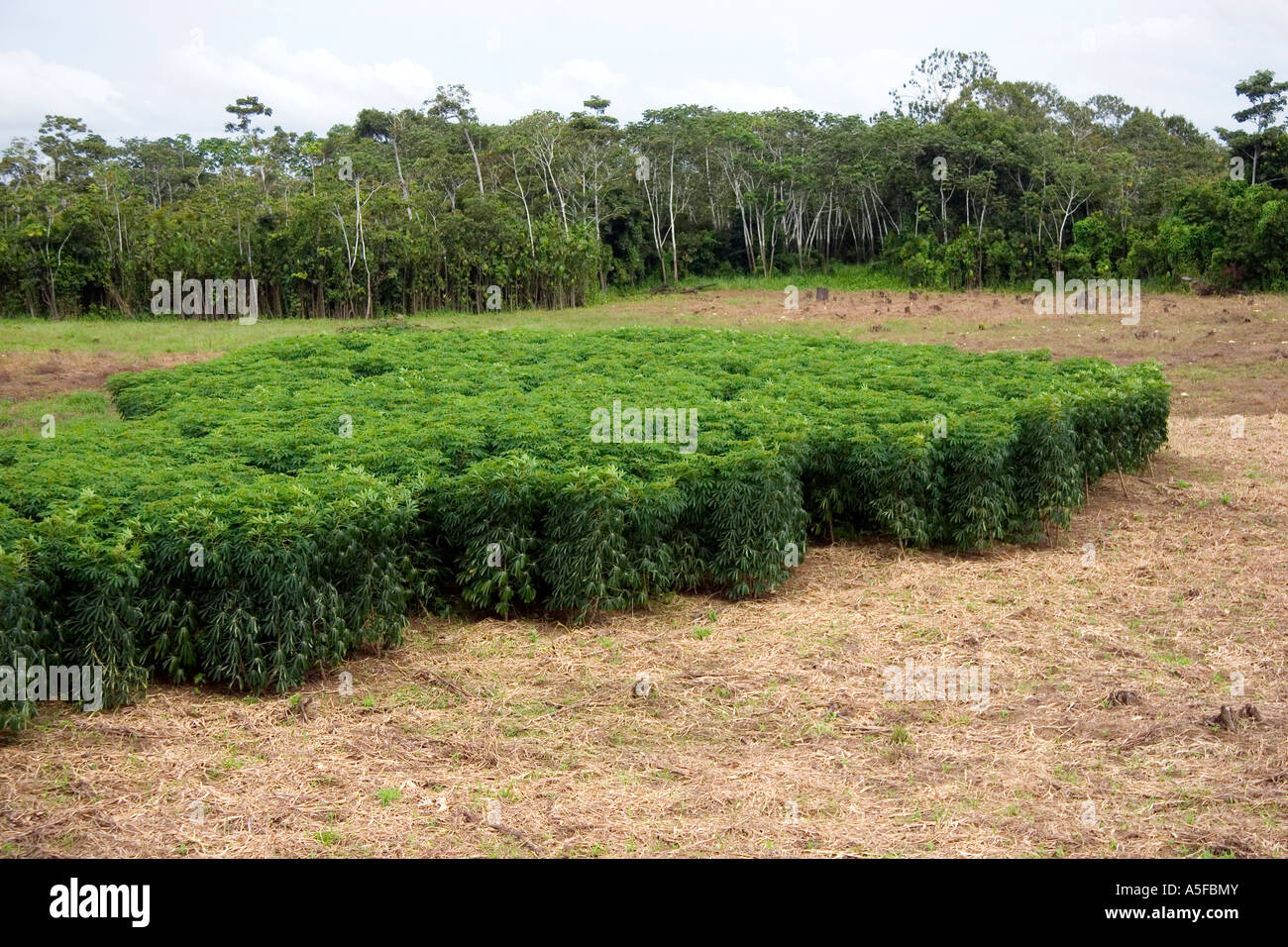 Manioc amazon hi-res stock photography and images - Alamy