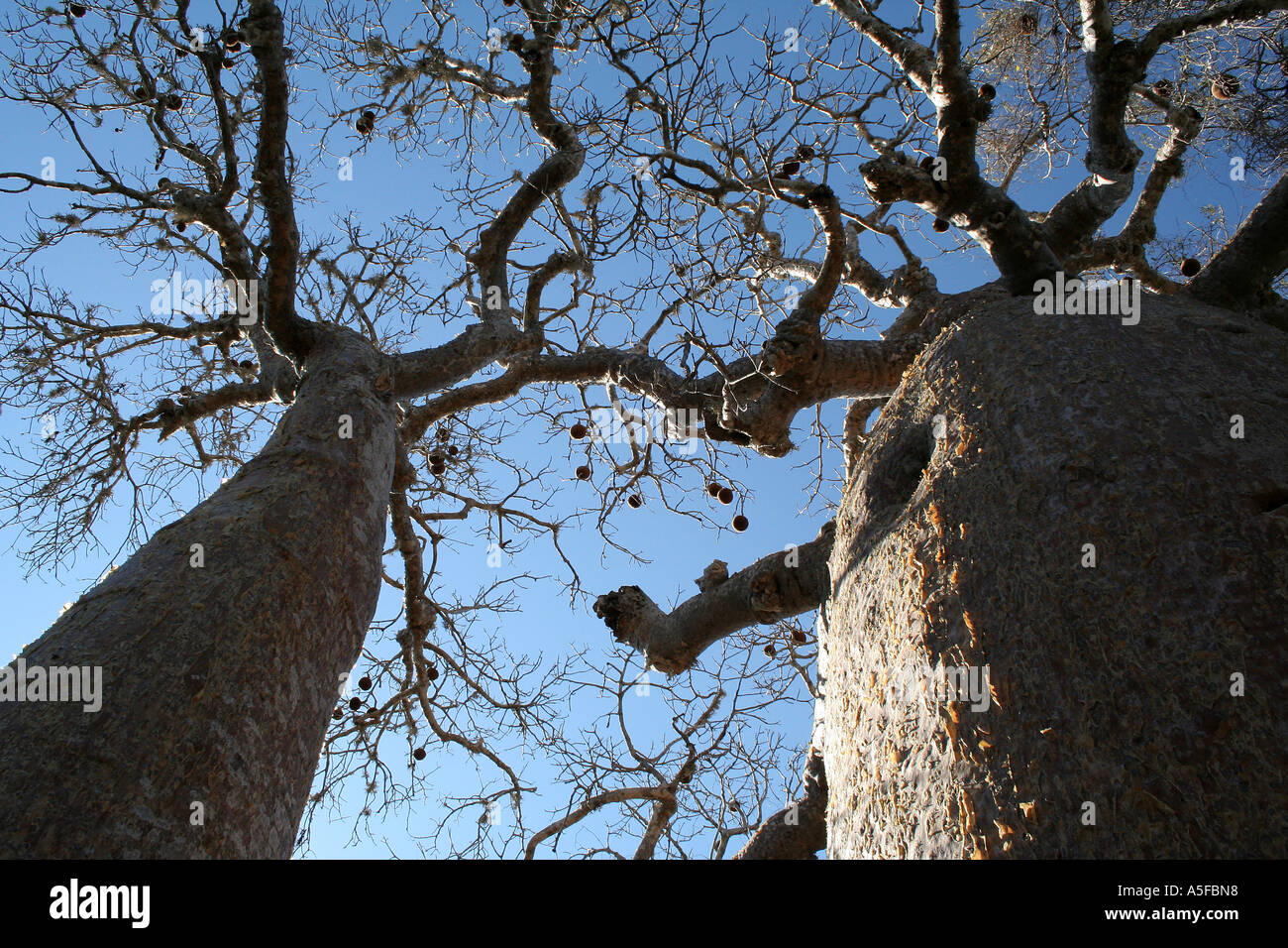 Baobab tree in Madagascar Stock Photo - Alamy