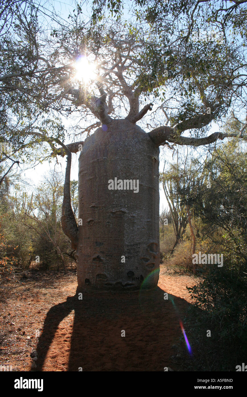Baobab tree in Reniala Arboretum, Mangily, Madagascar Stock Photo - Alamy