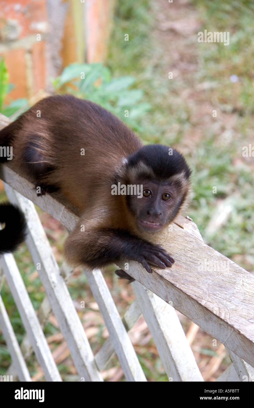 A capuchin monkey at a lodge in the Amazon jungle near Manaus Brazil ...