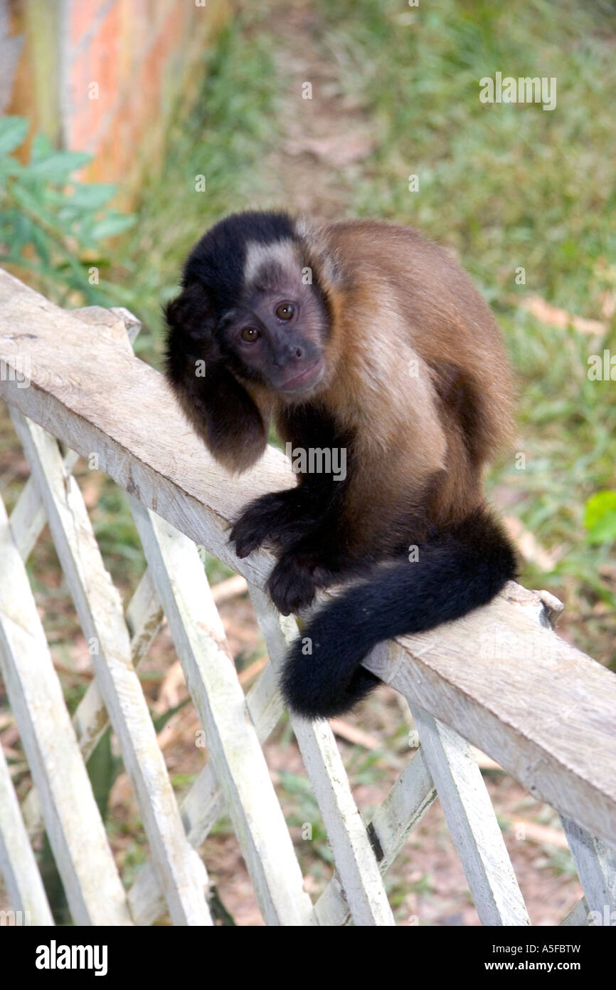 A capuchin monkey at a lodge in the Amazon jungle near Manaus Brazil ...