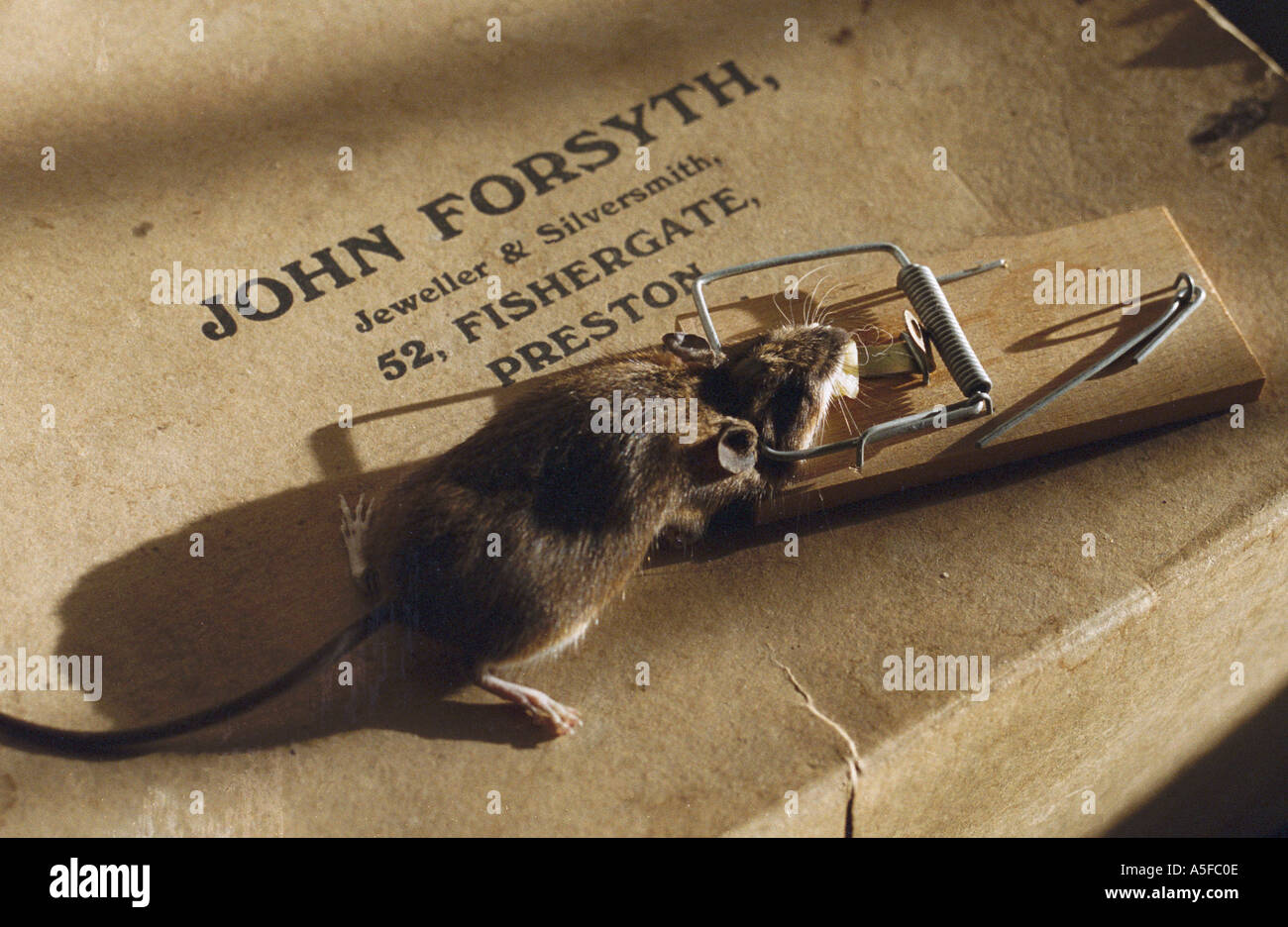 Mouse in Trap Stock Photo - Alamy
