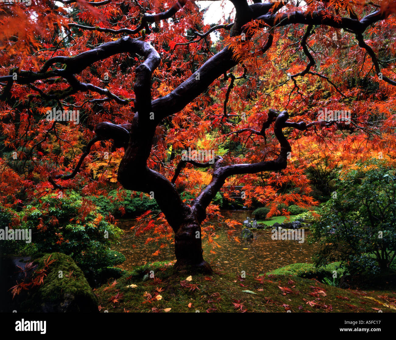 Autumn tree Japanese garden oregon Stock Photo - Alamy