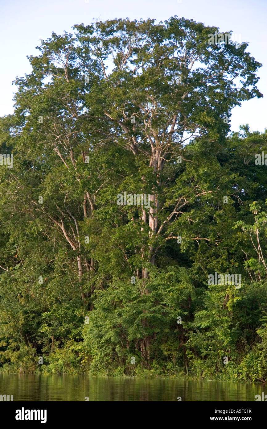Trees and vegetation in the Amazon jungle near Manaus Brazil Stock ...