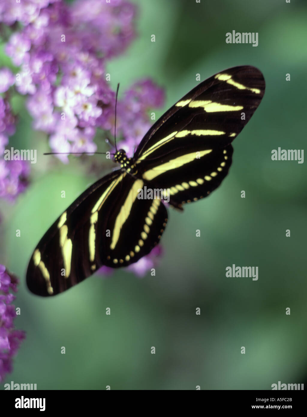 Zebra Longwing Butterfly Stock Photo - Alamy