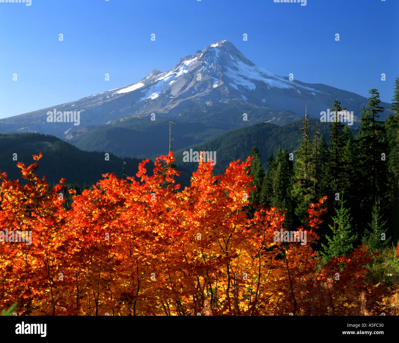 Mt Hood with yellow red vine maple Oregon Stock Photo - Alamy