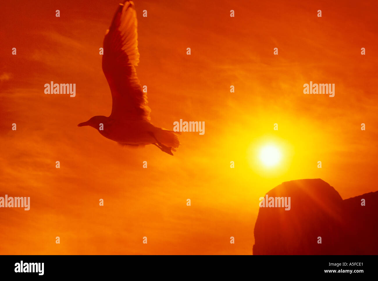 Gull Flying at Sunset Stock Photo - Alamy